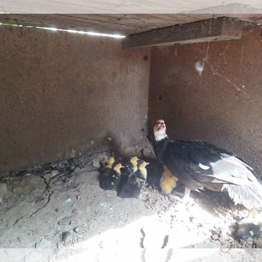 Продам индоутят