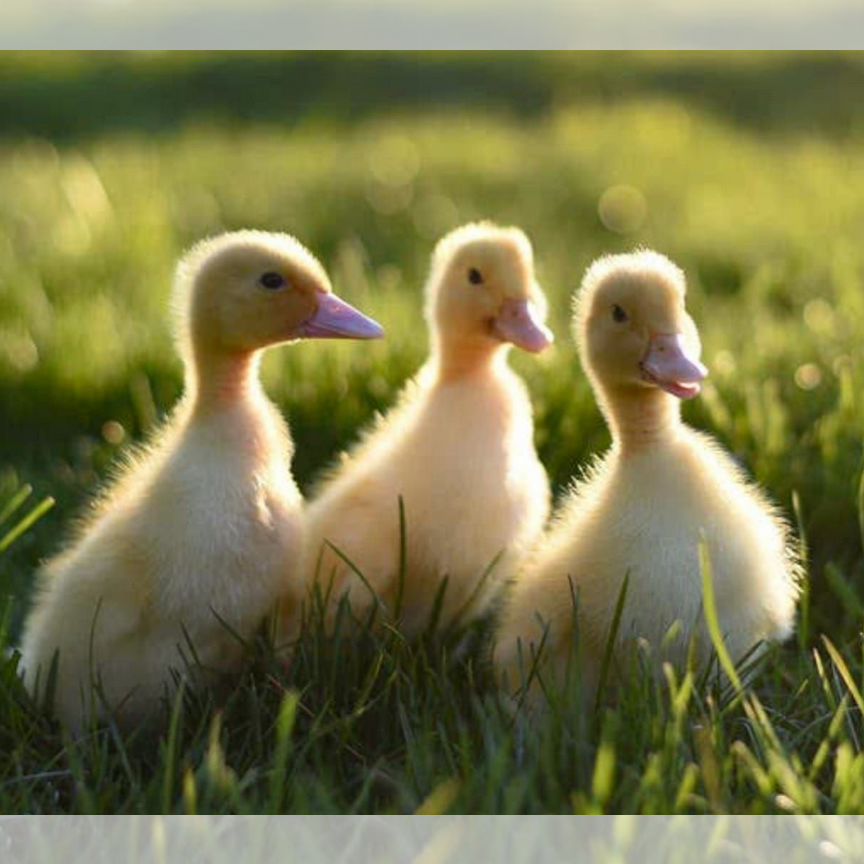 Продам гусят возраст 3 недели