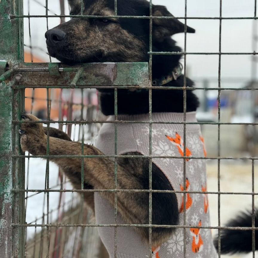 Собачка Аэлита- яркой девочке нужен свой человек