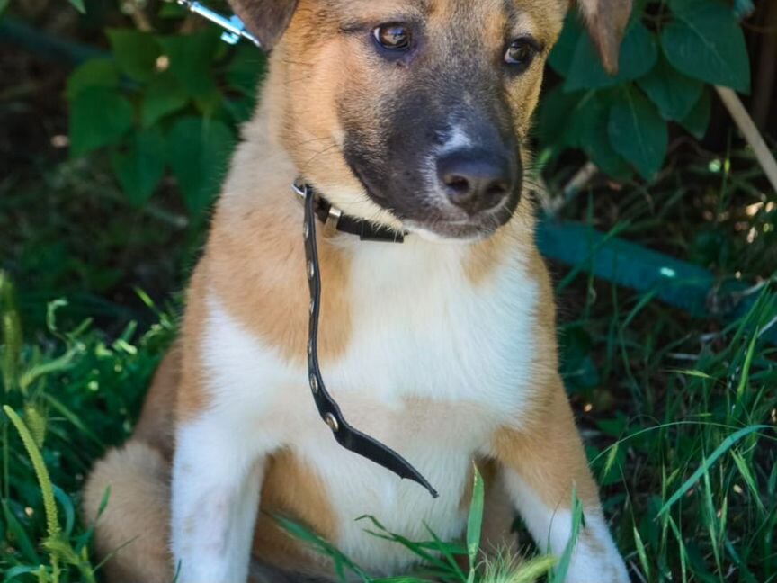 Собака в добрые руки