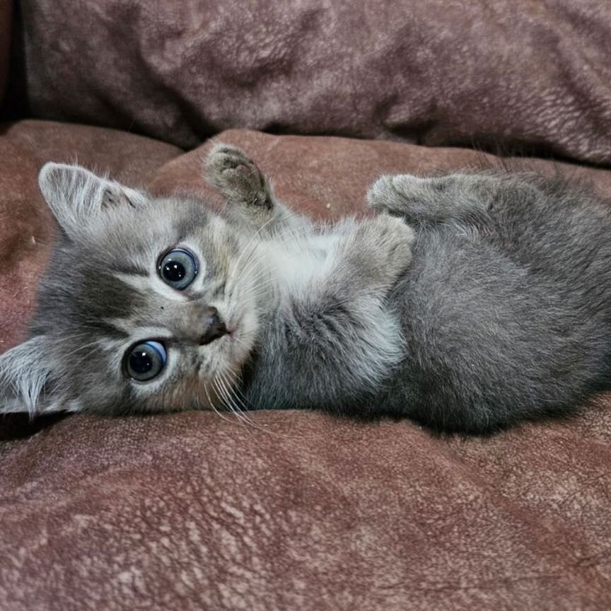 Манчкин коротколапые котята