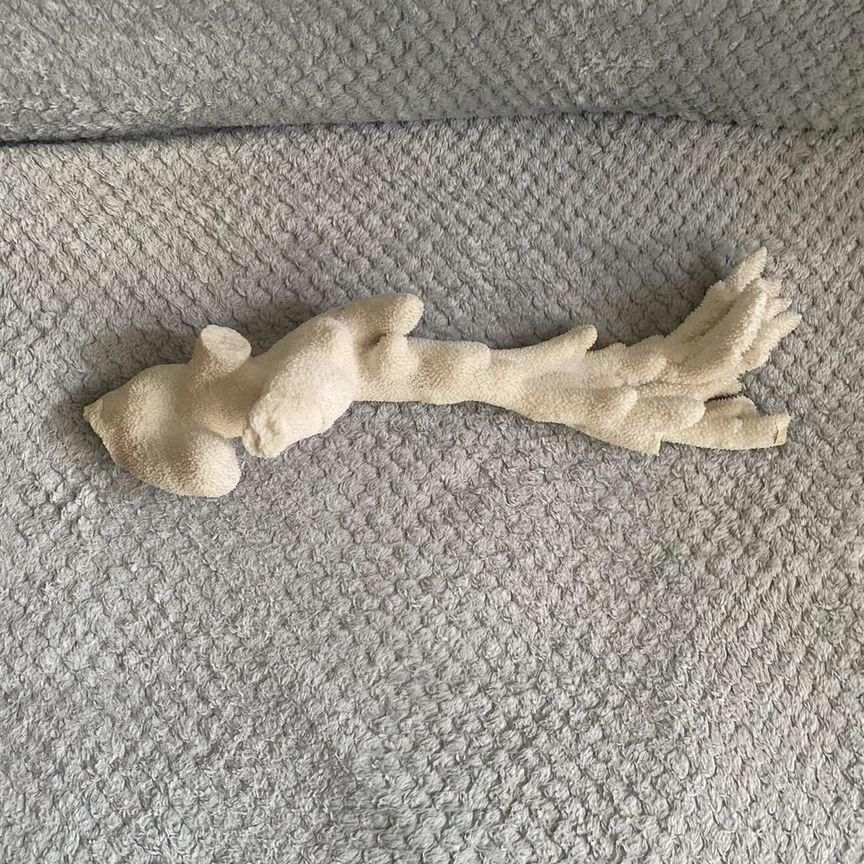 Натуральный коралл