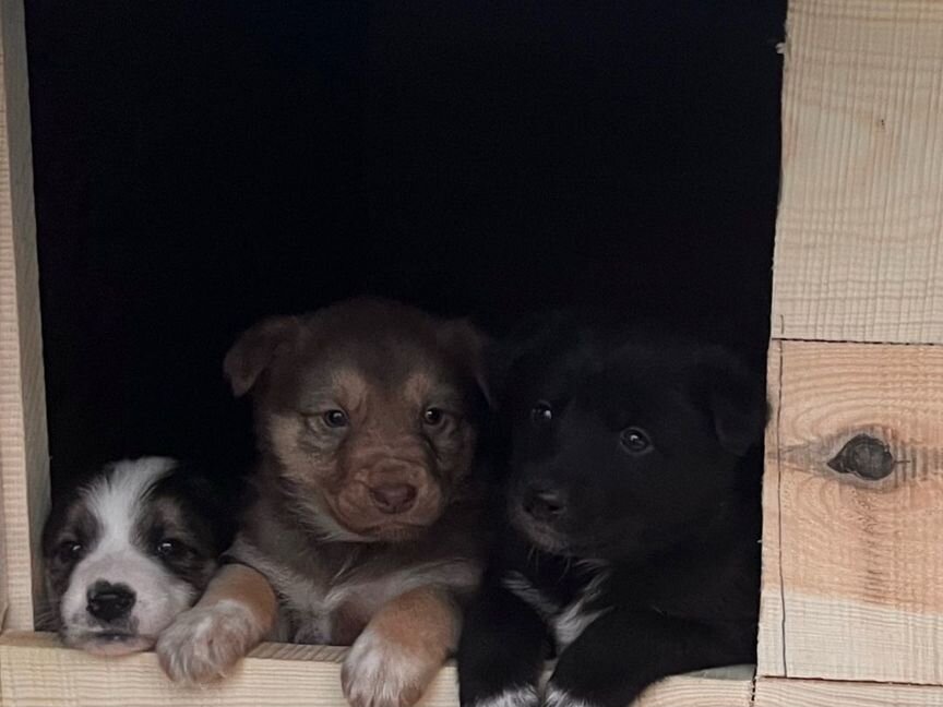 Щенята ищют семью