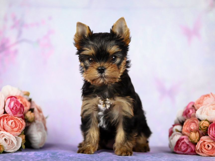 Щенки йорка мальчики