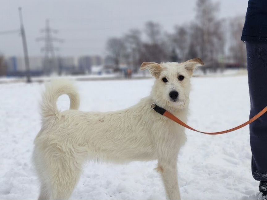 Ляля ищет дом