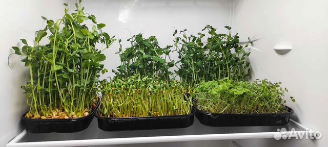Микрозелень для самостоятельного проращивания купить в Краснодаре ...