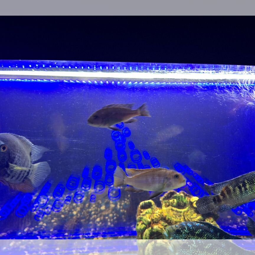 Аквариумные рыбки