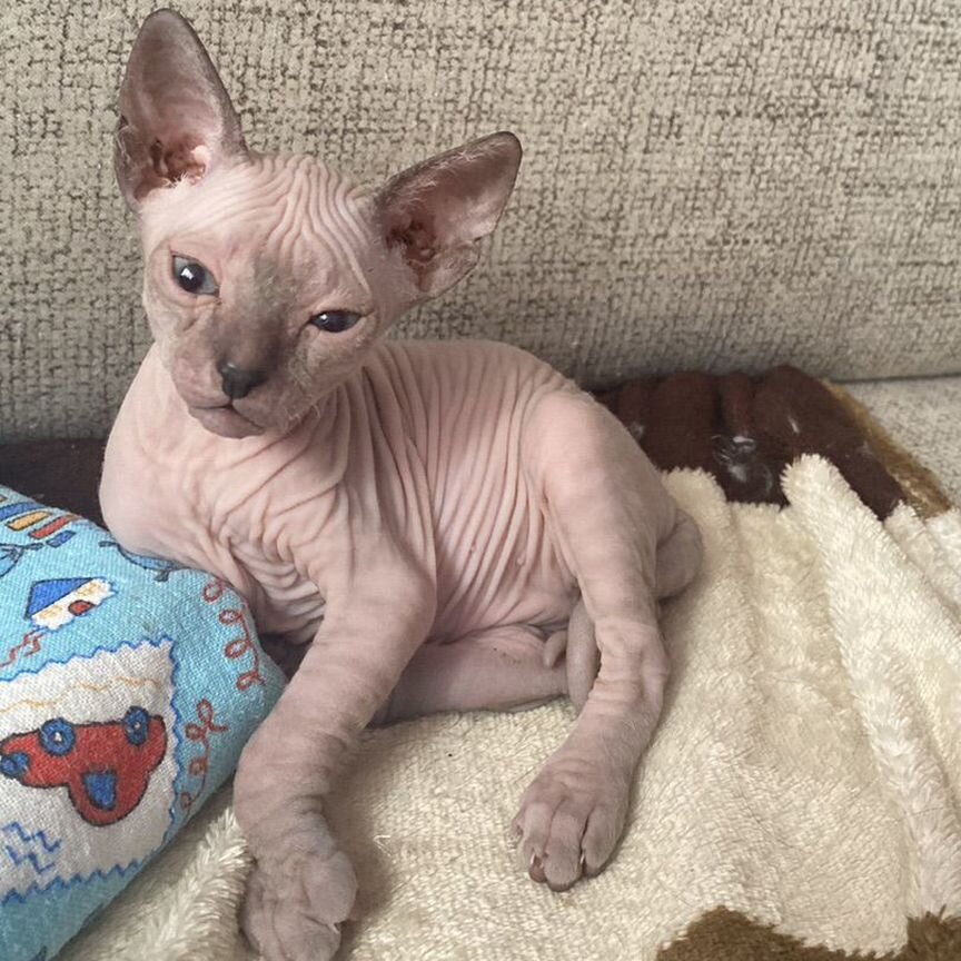 Донской сфинкс котята