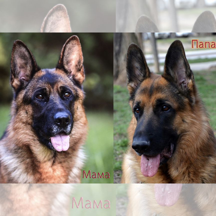 Щенки немецкой овчарки