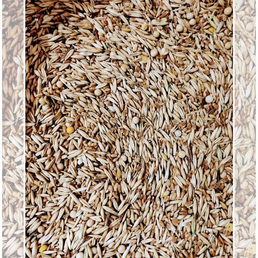 Зерно пшеница ячмень