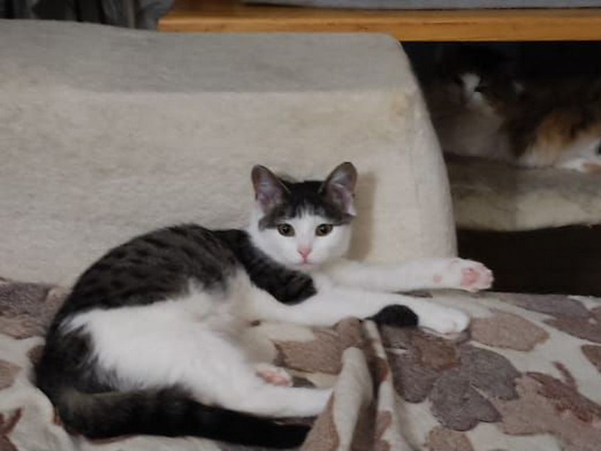 Кошечка с шапочкой