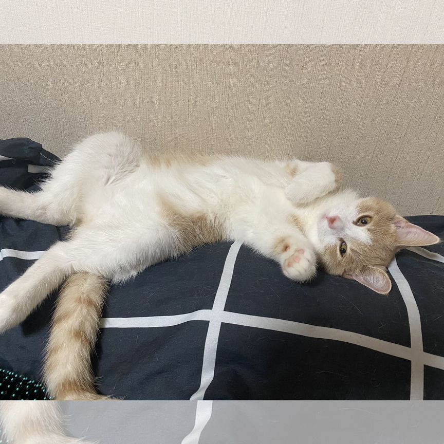 Котёнок в добрые руки