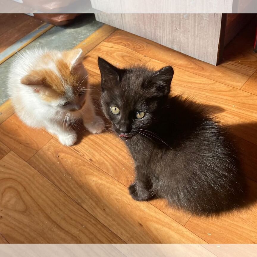 Ватсон и Ночка котята
