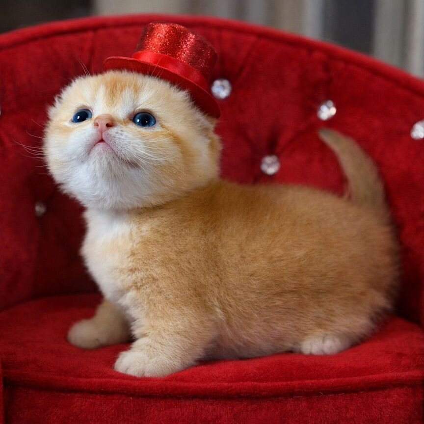 Шотландский вислоухий короткошёрстный котёнок