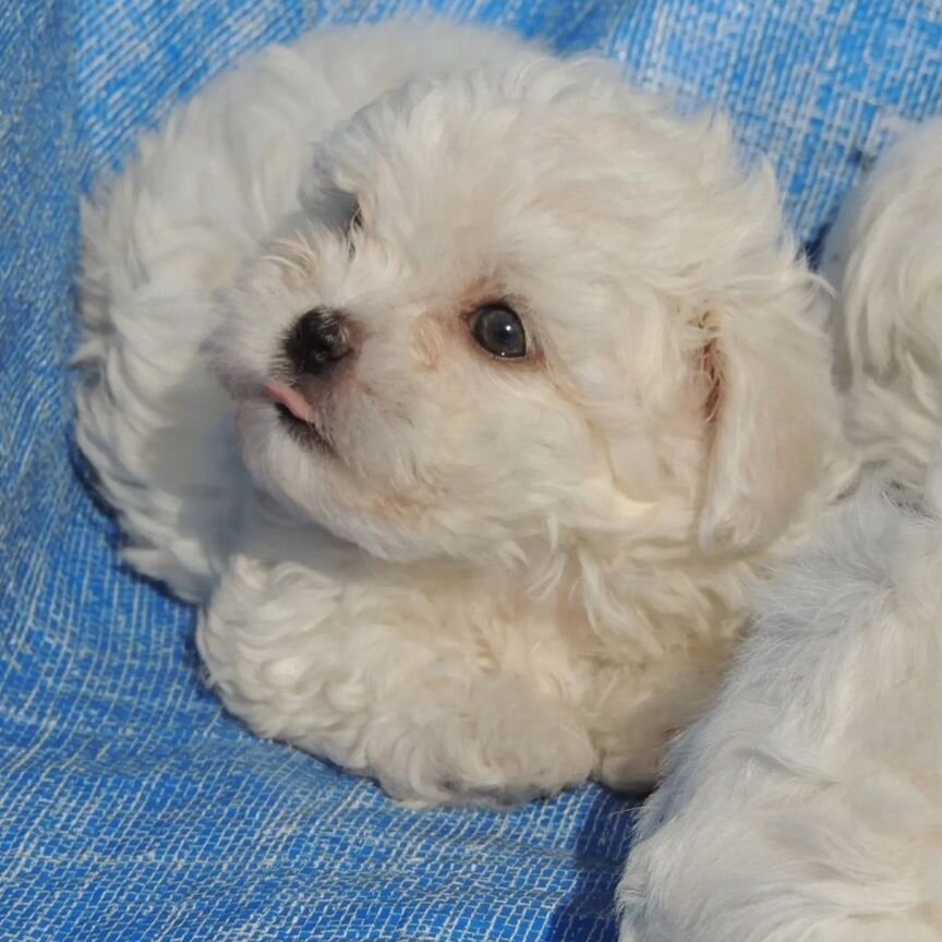 Мальтийская болонка, щенок