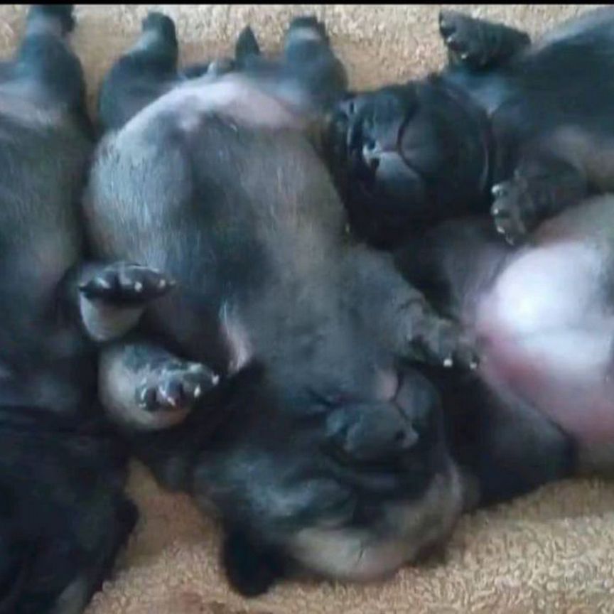 Щенки мопса