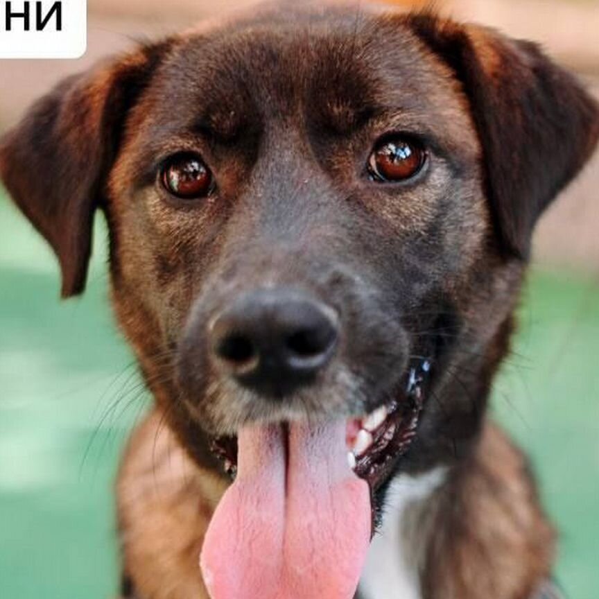 Бельгийская овчарка, взрослая собака