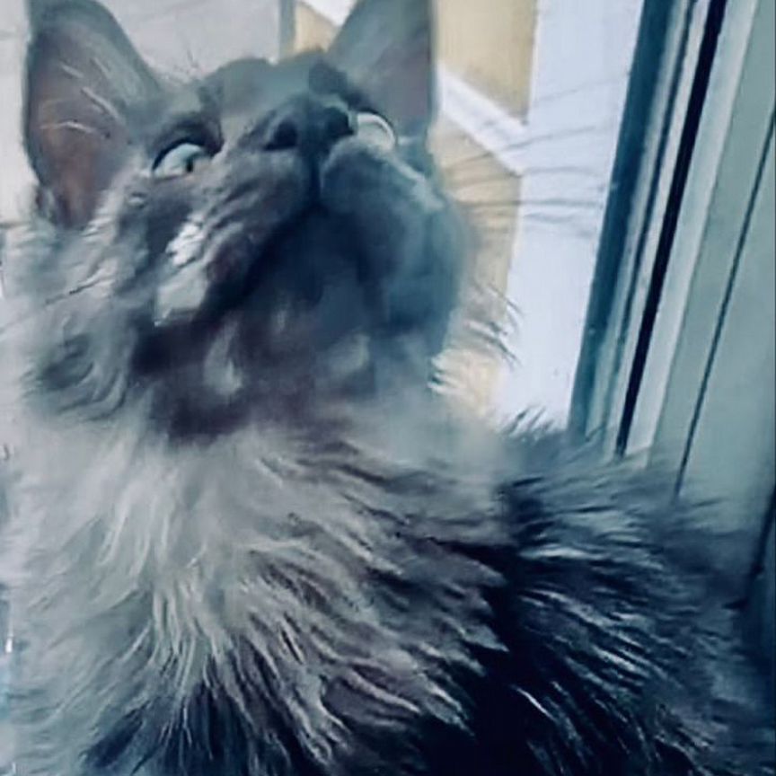 Котенок мальчик мейн-кун