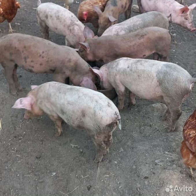 Продаю поросят