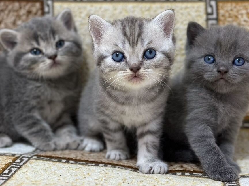 Британские котята