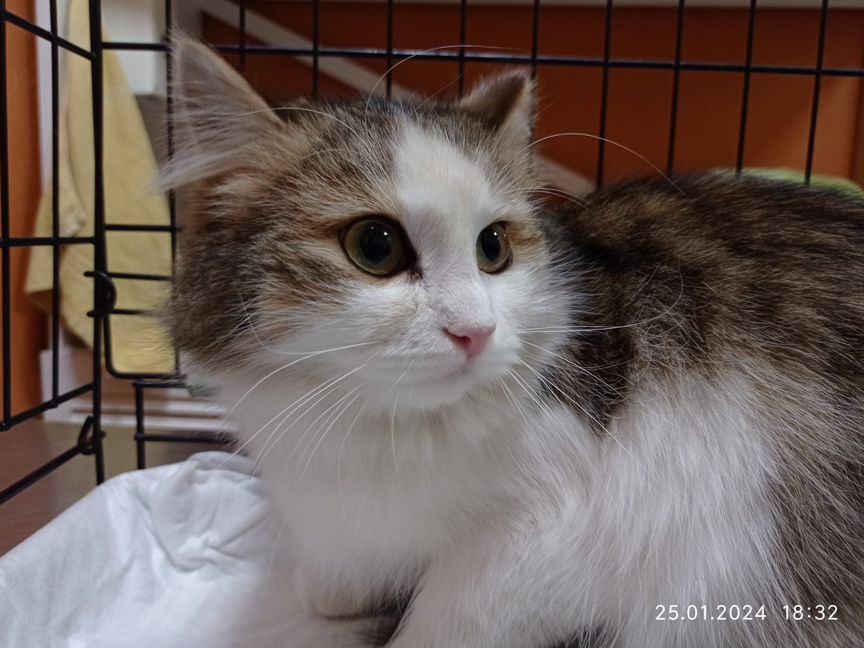 Кошечка Красотка