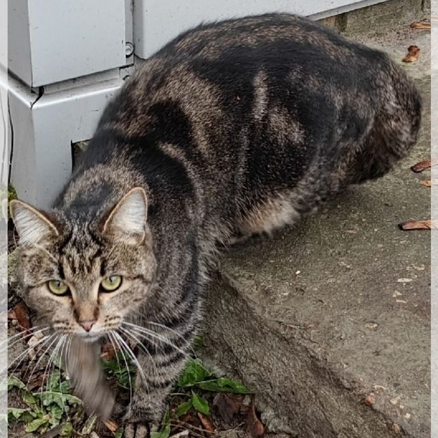 Взрослая, кошка в добрые руки