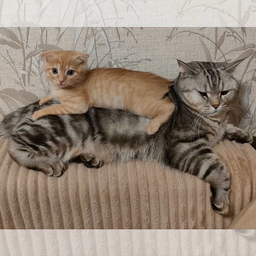 Шотландский вислоухий короткошёрстный котёнок