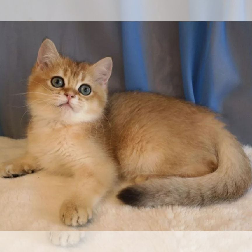 Шотландский прямоухий короткошёрстный котёнок