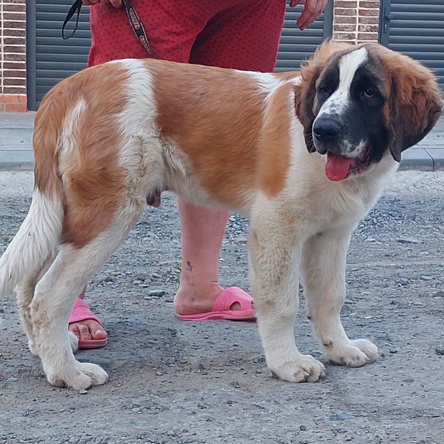 Элитный щенок москвич