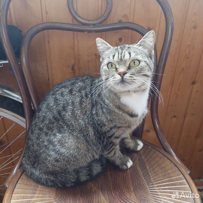 Британская прямоухая кошка