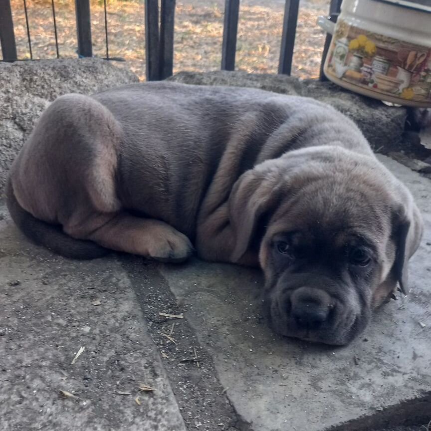 Щенки Кане Корсо