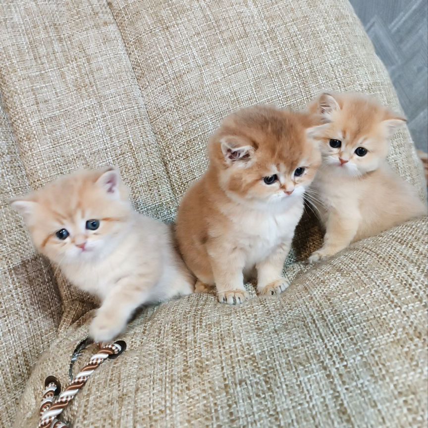 Котята золотята