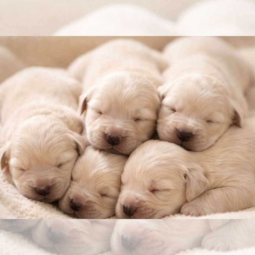 Золотистый ретривер, щенок