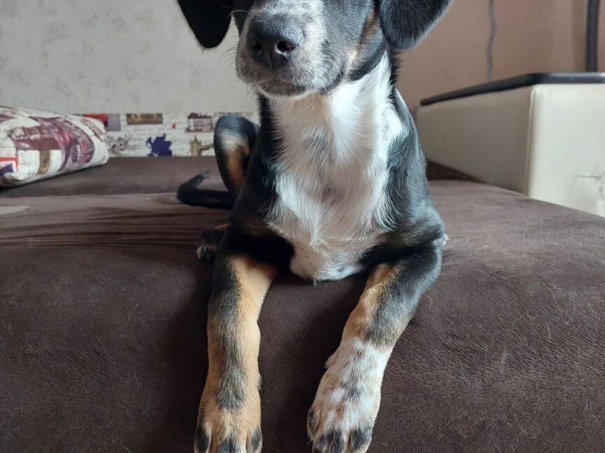 Щенок в добрые руки