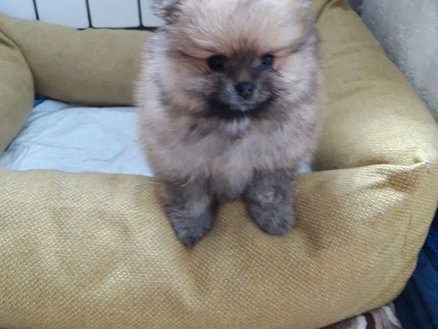 Щенки померанского шпица медвежьего типа