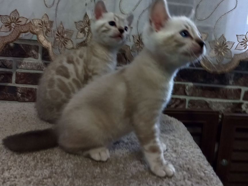 Бенгальская