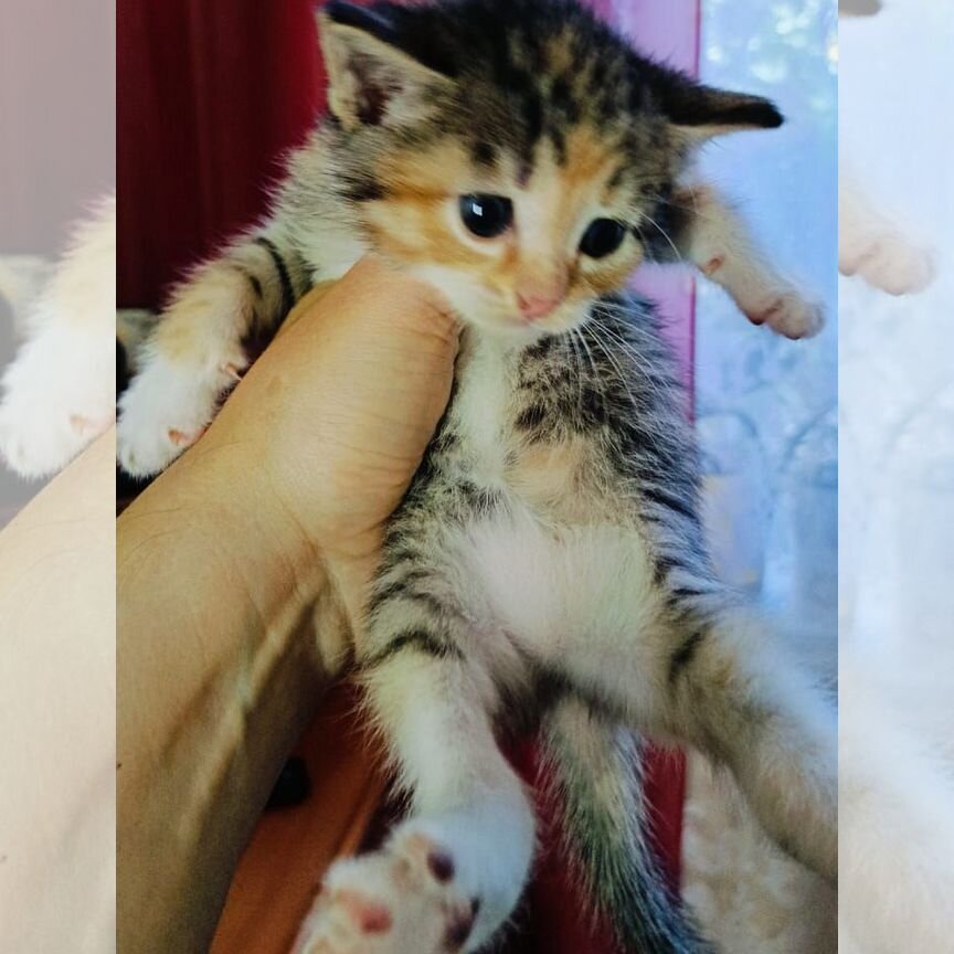 Отдать котенка добродушным людям