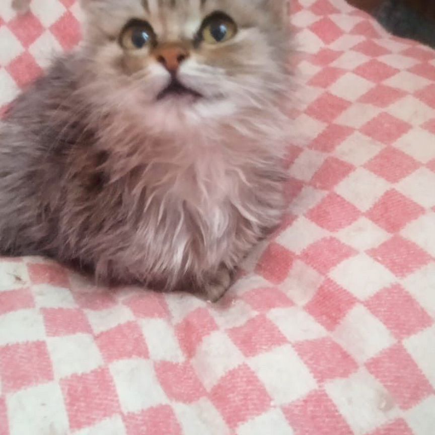Котенок мальчик изет дом