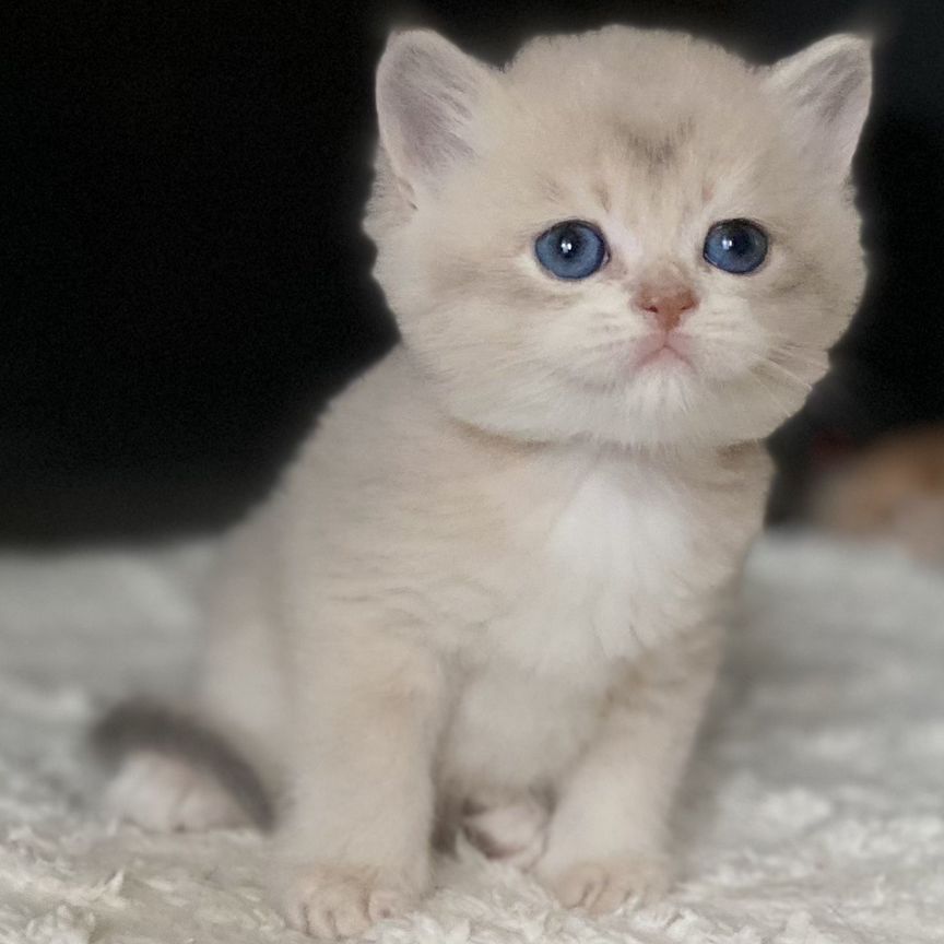 Британский короткошёрстный котёнок