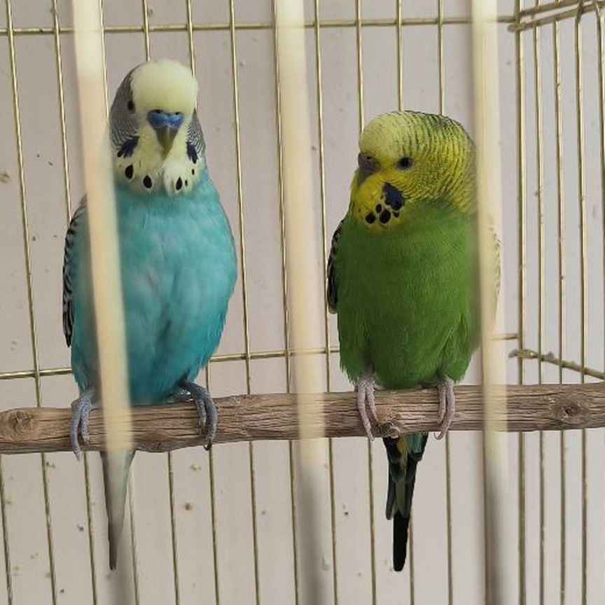 Волнистые попугаи с клеткой