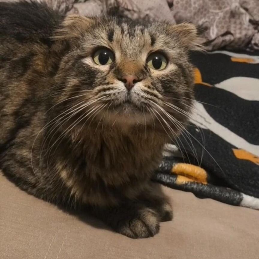 Отдам в добрые руки котика