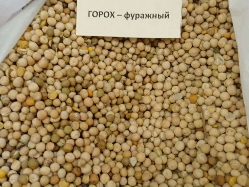 Горох фуражный, 2 класс
