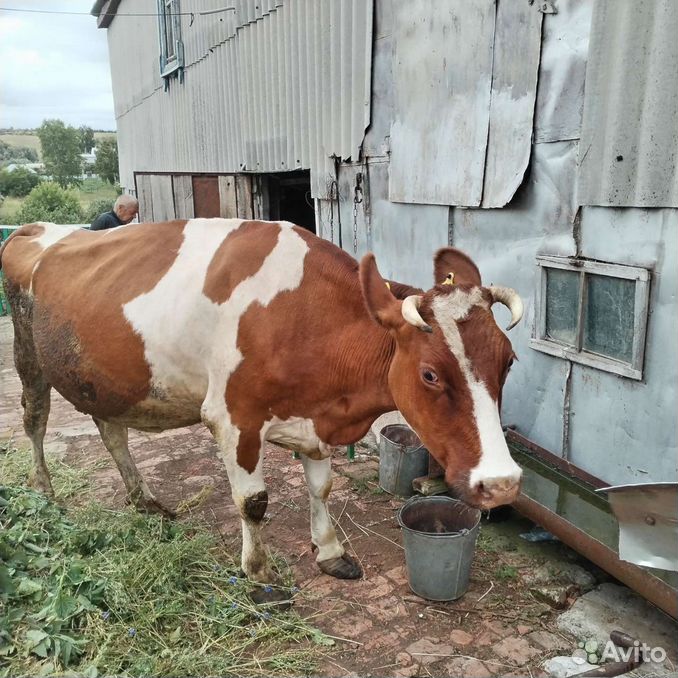 Продам корову