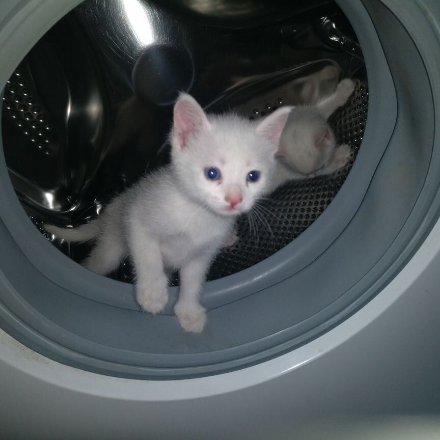 Котята в добрые руки бесплатно