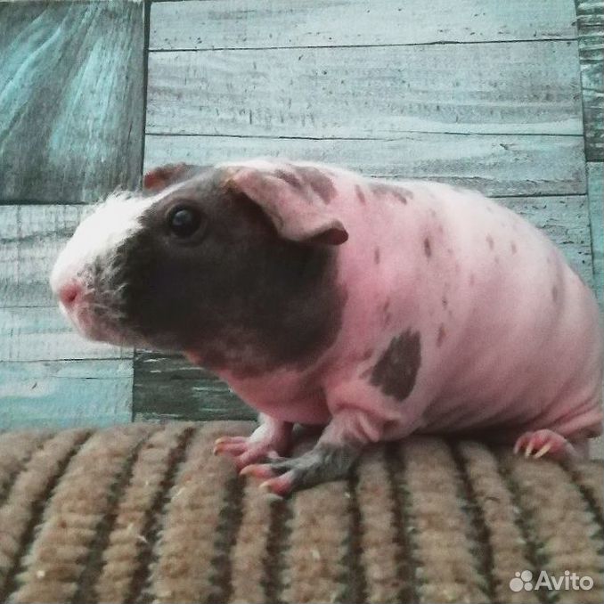 Морская свинка скинни