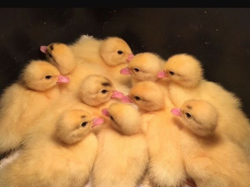 Индоутята белые