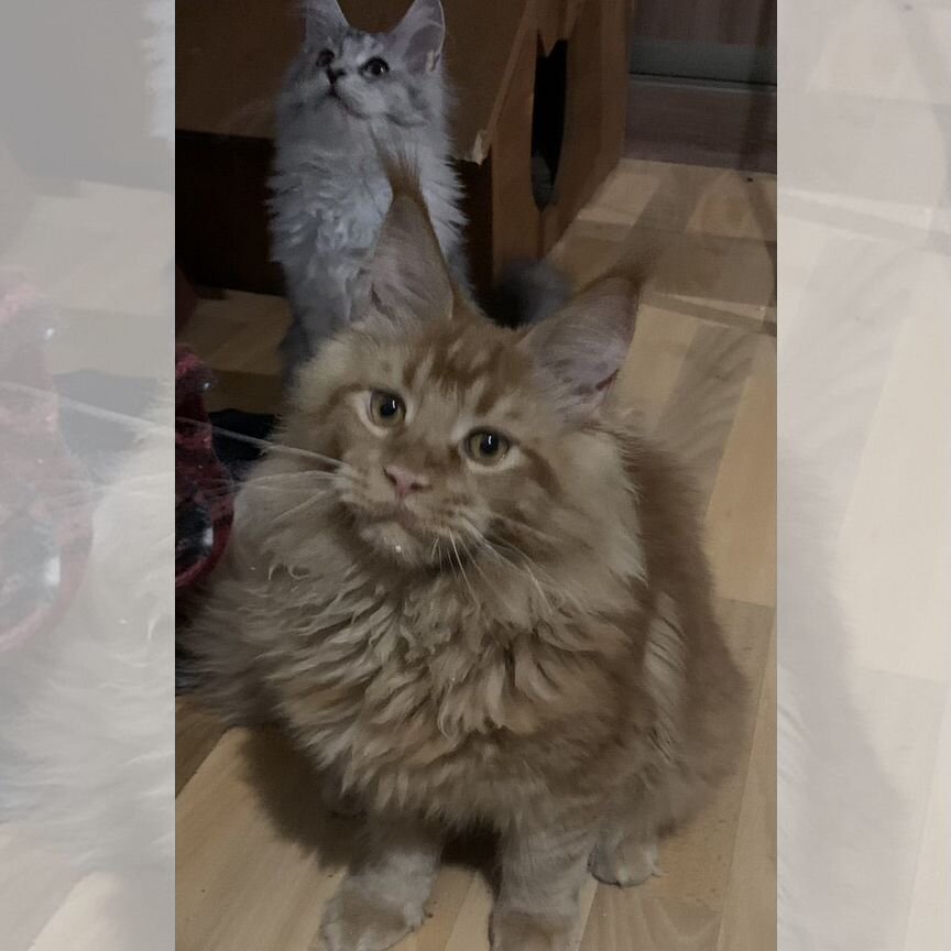 Мейн-кун котёнок