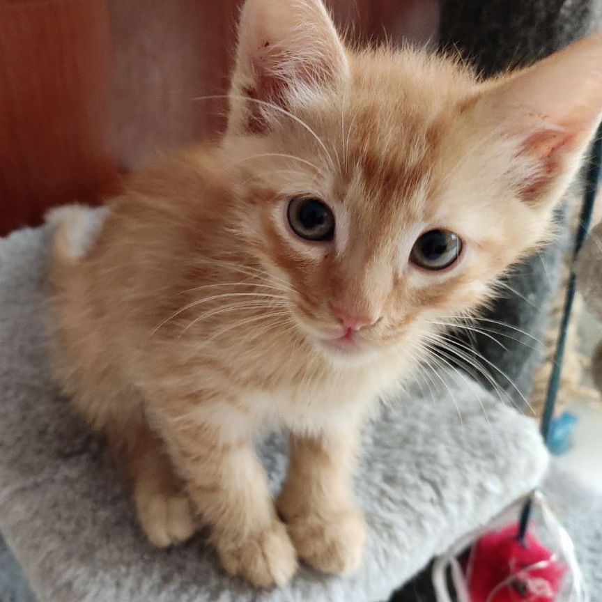 Кошки в добрые руки