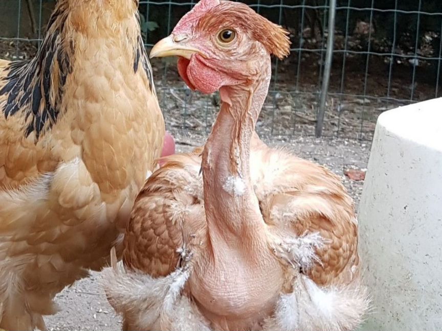 Куры-молодки Голошейные, мастер грей