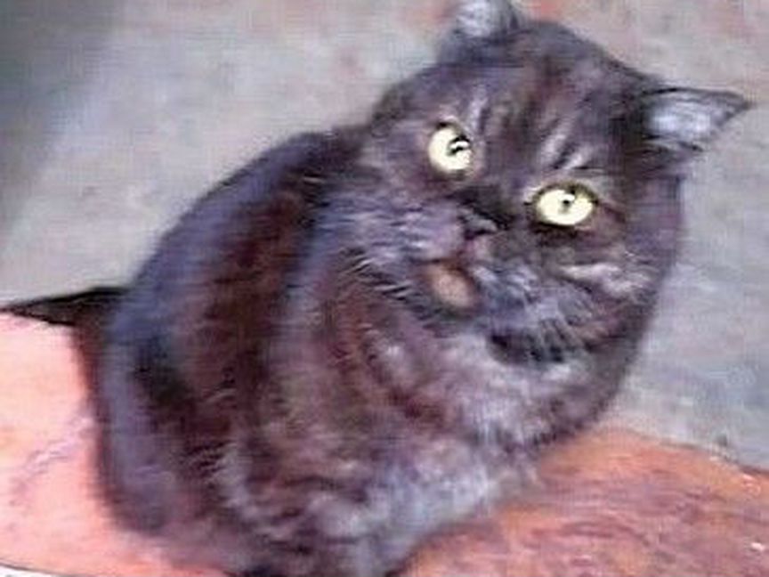 Кошка породистая, 1-1.5года